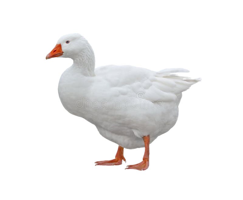 Witte Gans stock foto. Image of gevogelte, binnenlands - 11494252