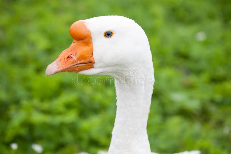 Witte gans hoofdclose-up stock afbeelding. Image of veren - 130376209