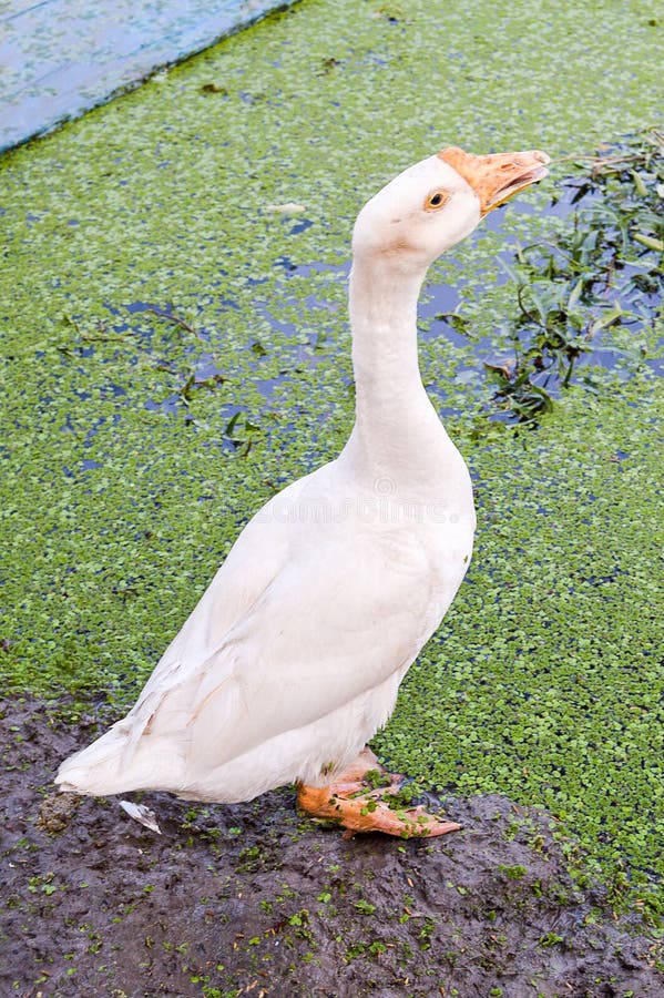 Witte Gans in Landbouwbedrijf Stock Afbeelding - Image of vleugels ...