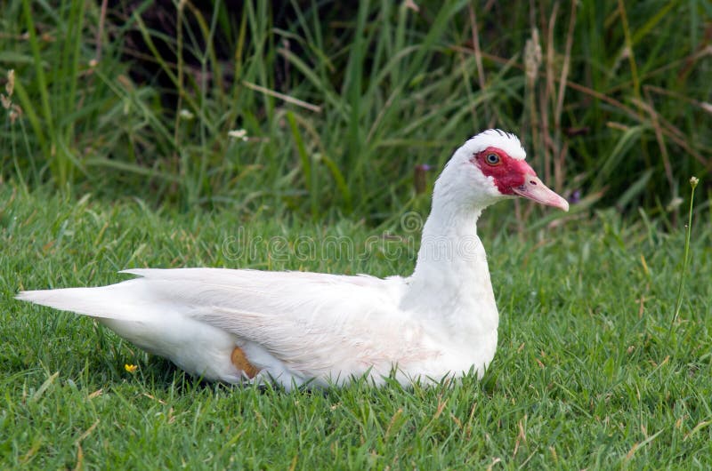 Witte gans met rode bek stock afbeelding. Image of hoofd - 37921171