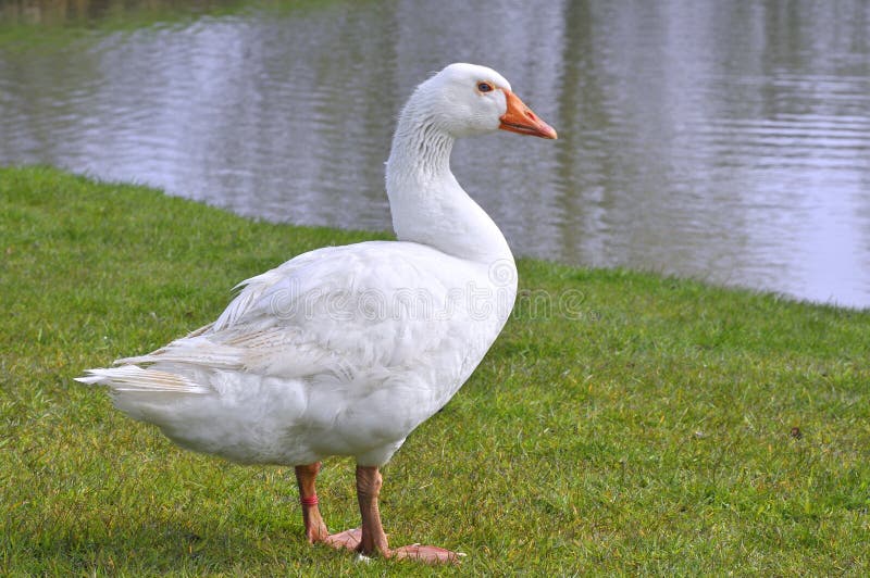 Witte Gans stock foto. Afbeelding bestaande uit gevogelte - 11494252