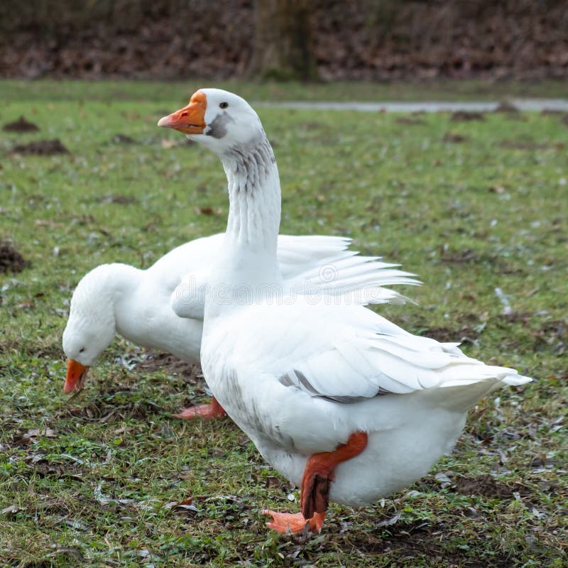 Witte gans op groen gras stock foto. Afbeelding bestaande uit dier ...