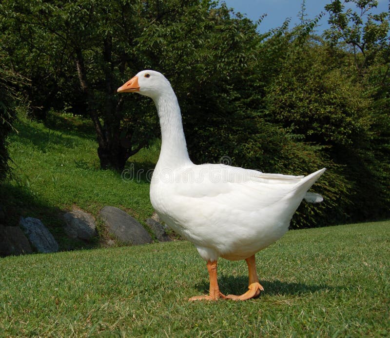 Witte gans in tuin stock afbeelding. Image of landbouw - 6166455