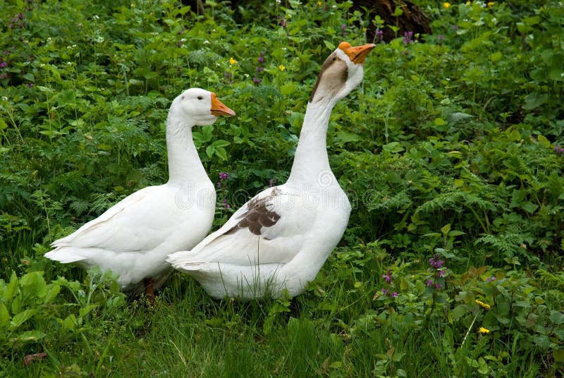 Witte Gans Twee Op Natuurlijke Achtergrond Stock Afbeelding - Image of ...