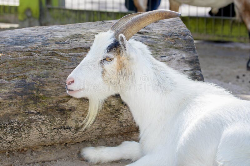 Witte geit stock afbeelding. Image of zoogdier, voedsel - 103106399