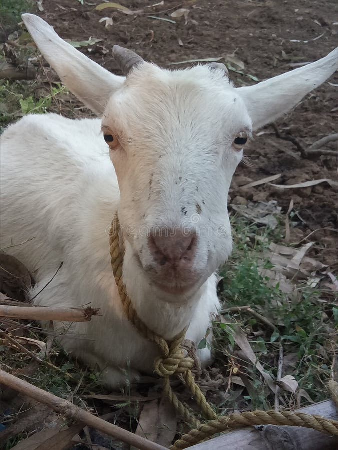 Witte geit stock foto. Afbeelding bestaande uit kabel - 110671092