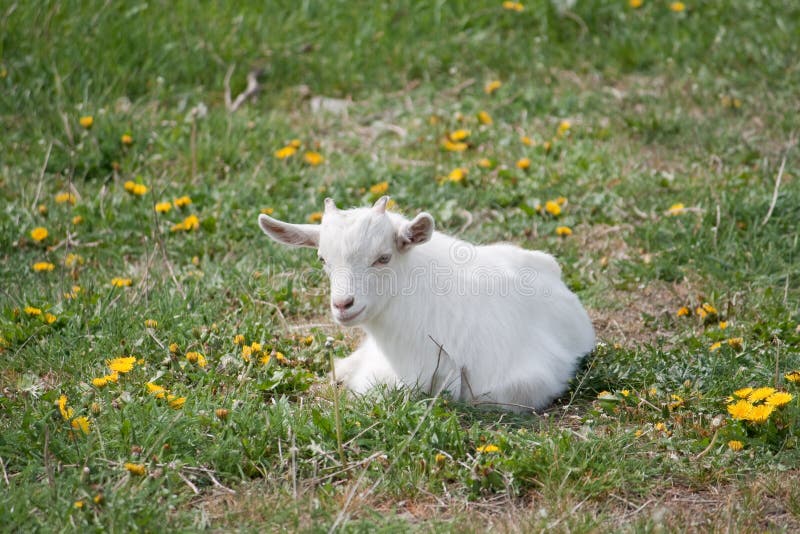 Kleine geit op weiland stock afbeelding. Image of kind - 72772711