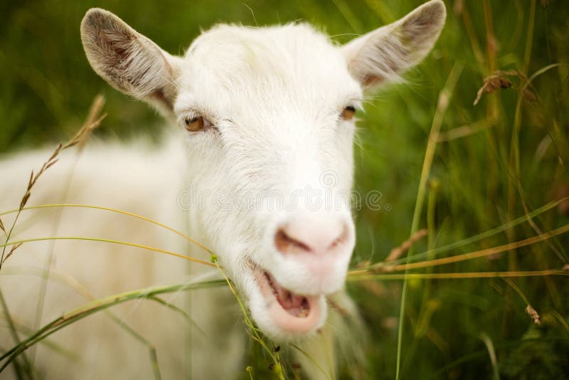 Witte geit stock afbeelding. Image of geit, leven, zoogdier - 26800295