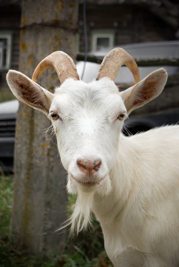 Witte geit stock afbeelding. Image of nave, landbouwbedrijf - 37394211