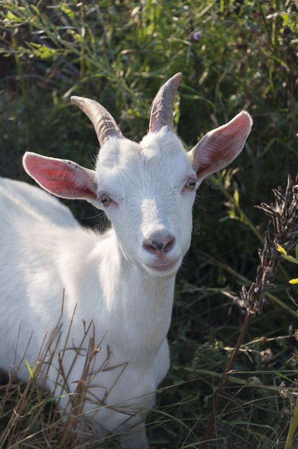 Jonge geiten die vechten stock afbeelding. Image of strijd - 32195015