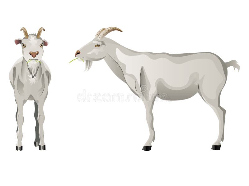 Witte geit vector illustratie. Illustratie bestaande uit humeur - 113717707