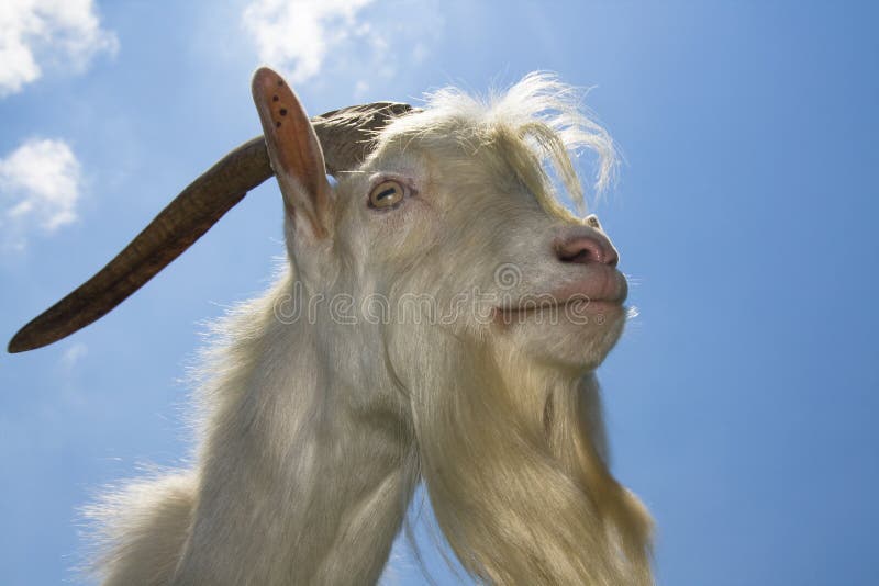 Grappige Geitebok Met Gras in Zijn Mond Stock Foto - Image of leuk ...