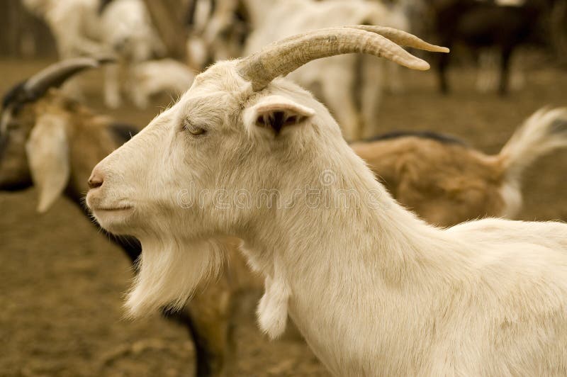 Witte Geit stock foto. Image of huisdier, hoofd, brug - 6198726