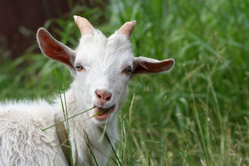 Witte geit stock afbeelding. Image of baard, landbouw - 8794711