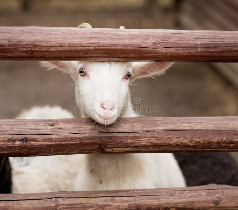 Witte Geit Achter De Omheining Dorp Stock Foto - Image of binnenlands ...