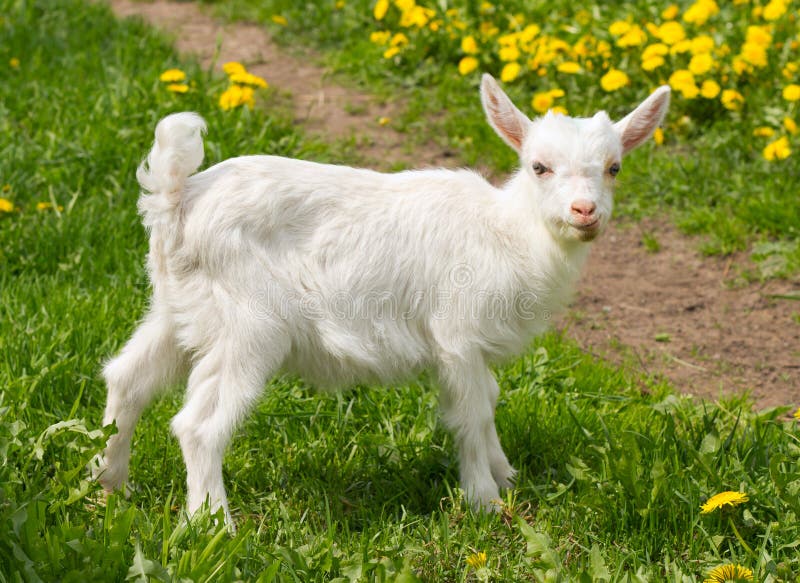Grappige baby witte geit stock foto. Image of binnenlands - 13812608