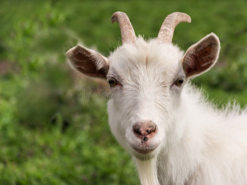 Witte geit stock afbeelding. Image of baard, landbouw - 8794711