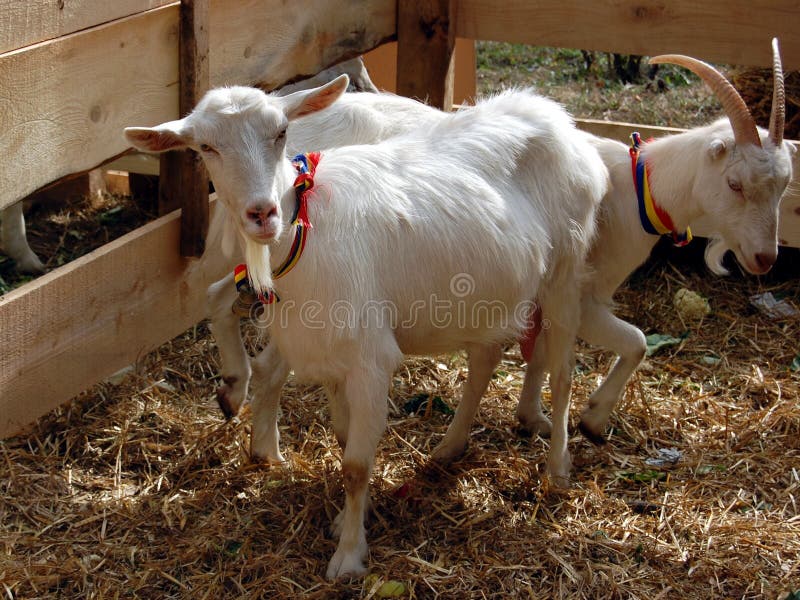 Witte geiten stock afbeelding. Image of geit, dier, gevangenschap ...