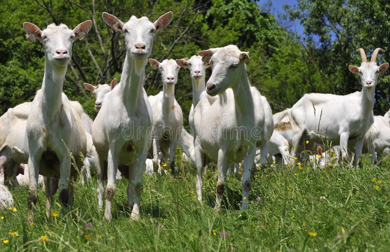 Witte Geiten stock afbeelding. Image of geel, weiland - 14708539