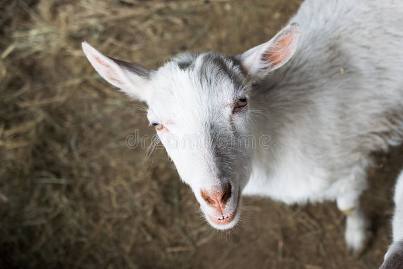 Witte Geiten in De Bijlage, Het Kweken Van Klein Vee Stock Foto - Image ...