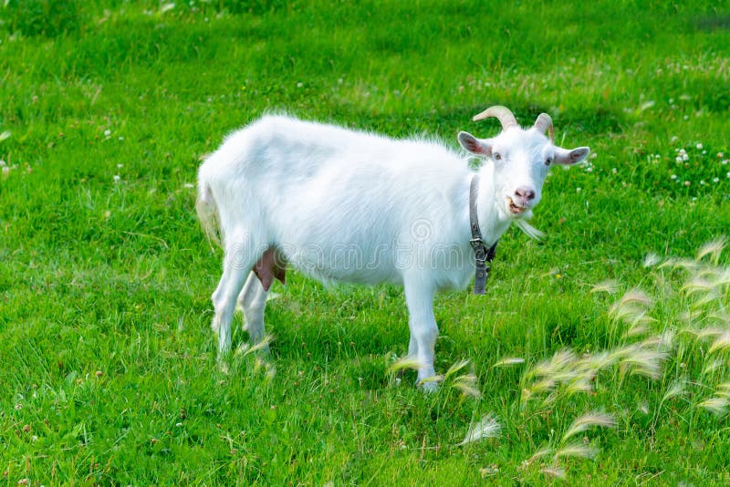 De Witte Geit Ligt Op Het Groene Gras Farming Het Veefokken Stock ...