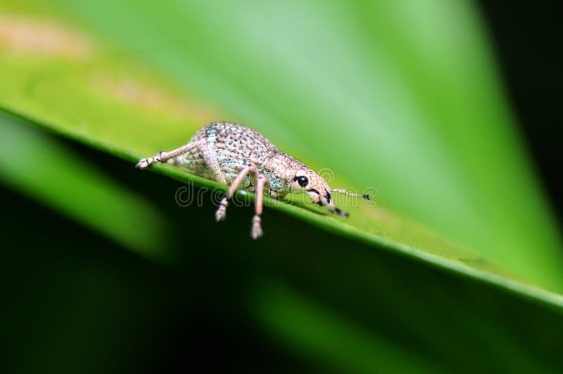 Witte graanklander stock afbeelding. Image of klein, knaagdier - 52652043