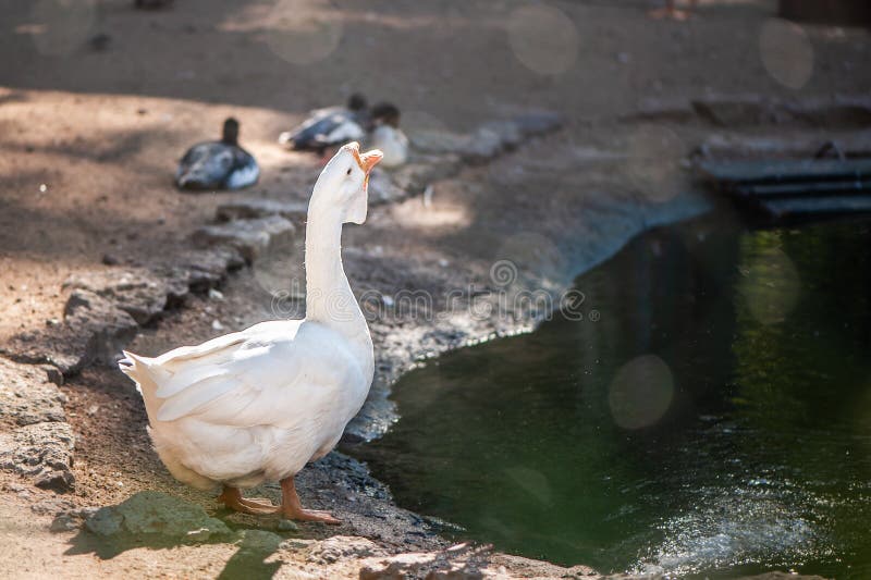 Witte, Grote En Grappige Binnenlandse Gans Stock Foto - Image of ...
