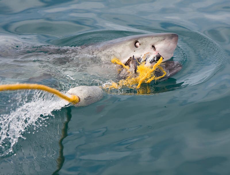 Witte Haai stock afbeelding. Image of leven, gevaar, duik - 17217023