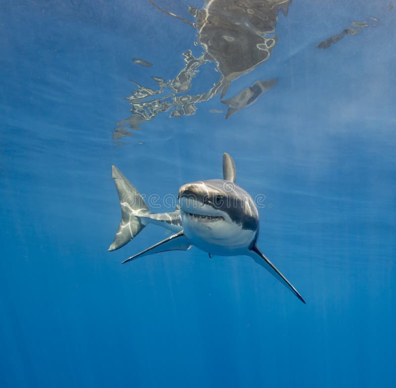 Grote Witte Haai Onderwater Stock Afbeelding - Image of snorkelen ...