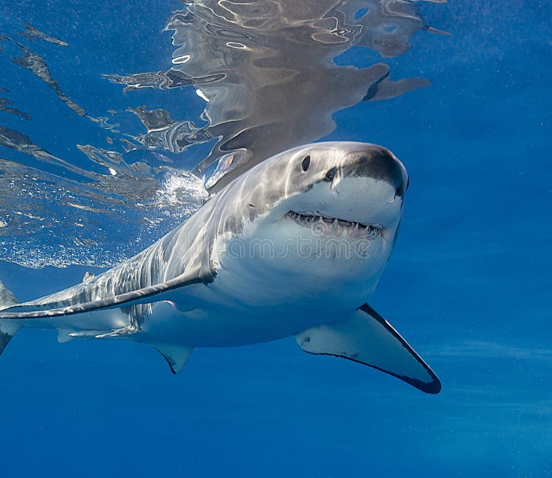 Grote Witte Haai stock foto. Afbeelding bestaande uit tanden - 45783938