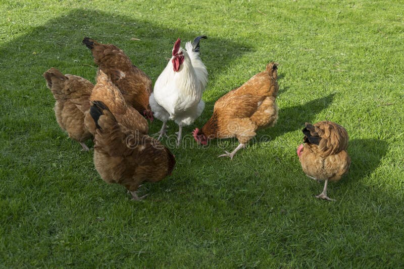 Twee witte kippen stock afbeelding. Afbeelding bestaande uit kuikens ...