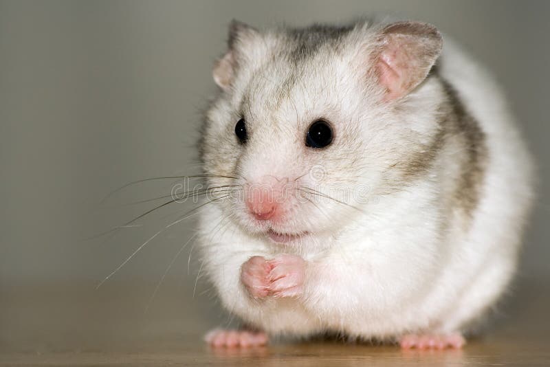 De Witte Hamster Knaagt Aan Wortelen Stock Afbeelding - Image of ...