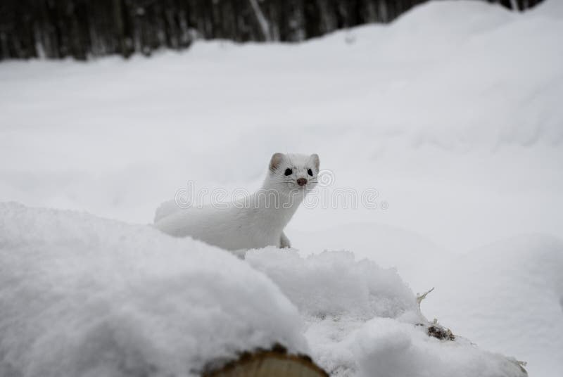 Witte Hermelijn stock afbeelding. Image of winter, zoogdier - 29857357