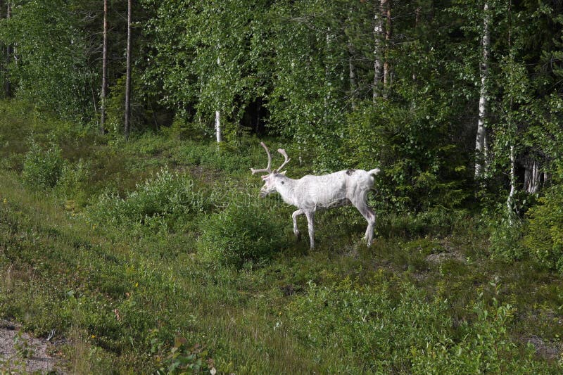 Witte Herten in De Buurt Van Het Bos Stock Afbeelding - Image of albino ...