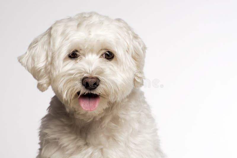 Witte hond stock afbeelding. Image of leuk, hond, dier - 60923673