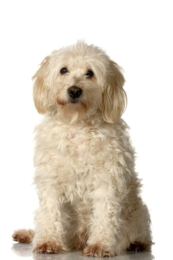 Witte hond stock afbeelding. Image of leven, herdershond - 8618667