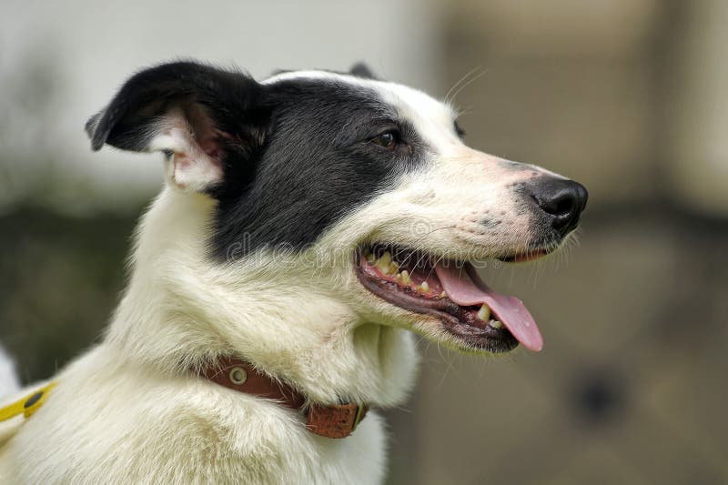 Witte Hond Met Zwarte Vlekken Stock Afbeelding - Afbeelding bestaande ...