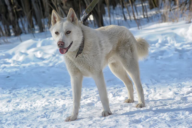 Witte hond op de sneeuw stock afbeelding. Image of beschermer - 30058801