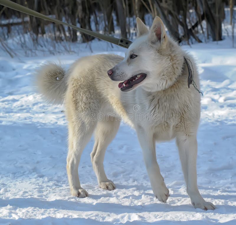 Witte hond op de sneeuw stock afbeelding. Image of portret - 30058801