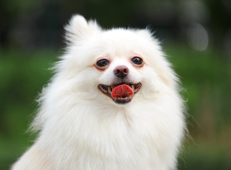 Witte hond Pomeranian stock foto. Image of jong, tong - 28726828