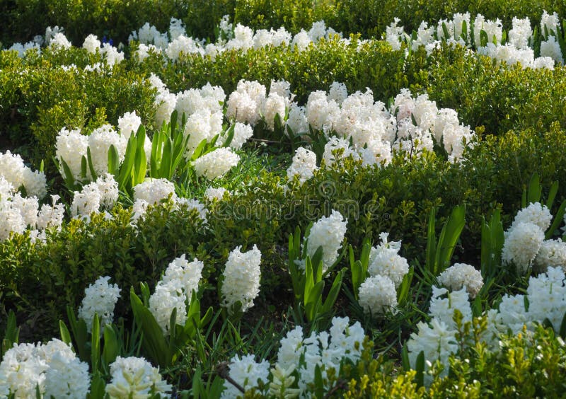 De Witte Hyacinten En De Blauwe Viooltjes Die in Een Grote Ceramische ...