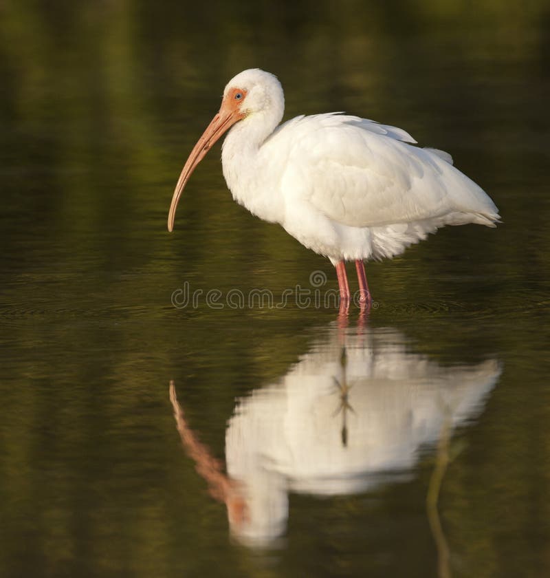 Witte Ibis, Albus Eudocimus Stock Foto - Image of dier, gras: 18487374