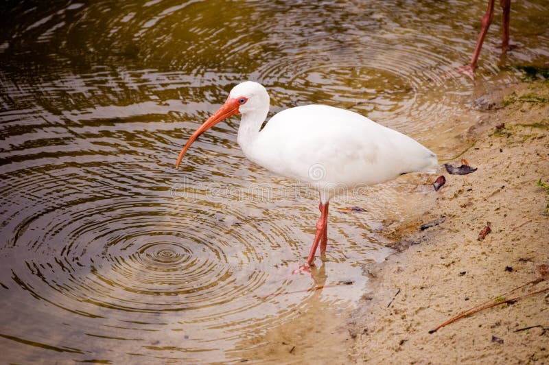 Het Witte Voeden Van De Ibis Witte Ibis, Eudocimus-albus, Witte Vogel ...