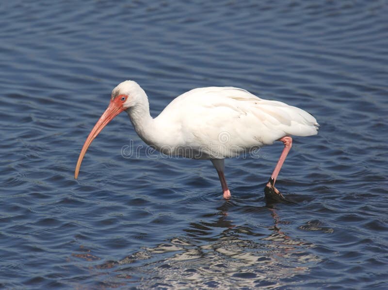 Witte Ibis stock foto. Image of everglades, egretten, vleugel - 3321374