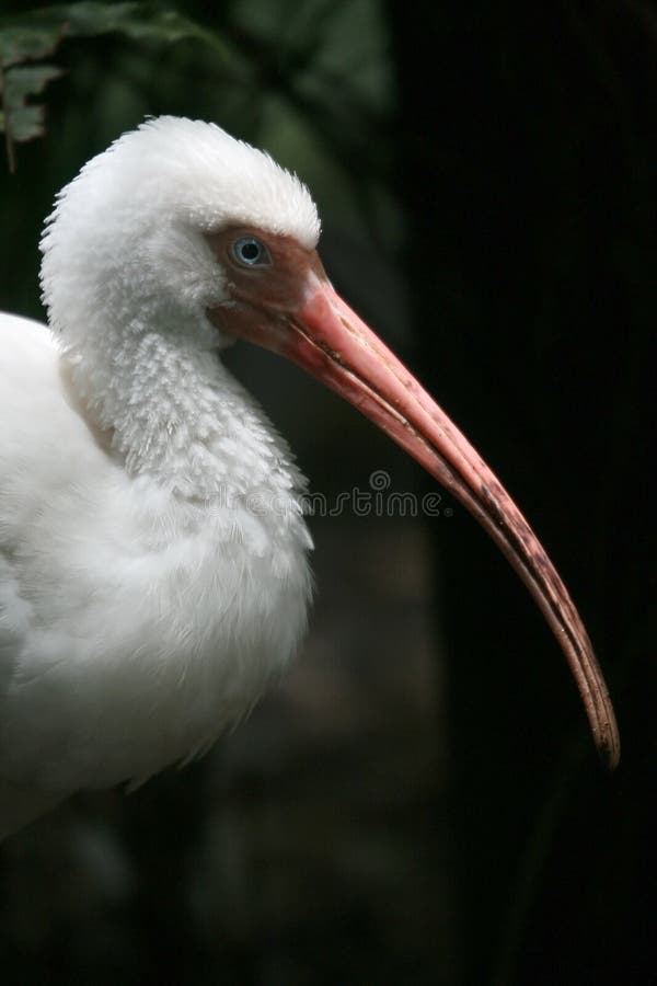 De witte vogel van de Ibis stock afbeelding. Afbeelding bestaande uit ...