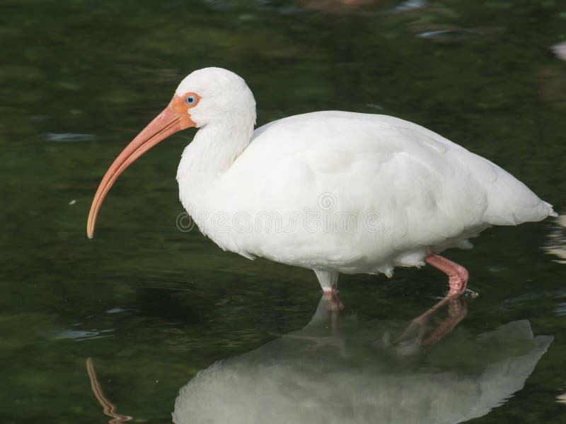 De witte vogel van de Ibis stock afbeelding. Image of rekening - 66027293