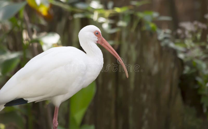 Witte Ibis Die Een Freshly-caught Het Waterslang Eten Van Florida ...