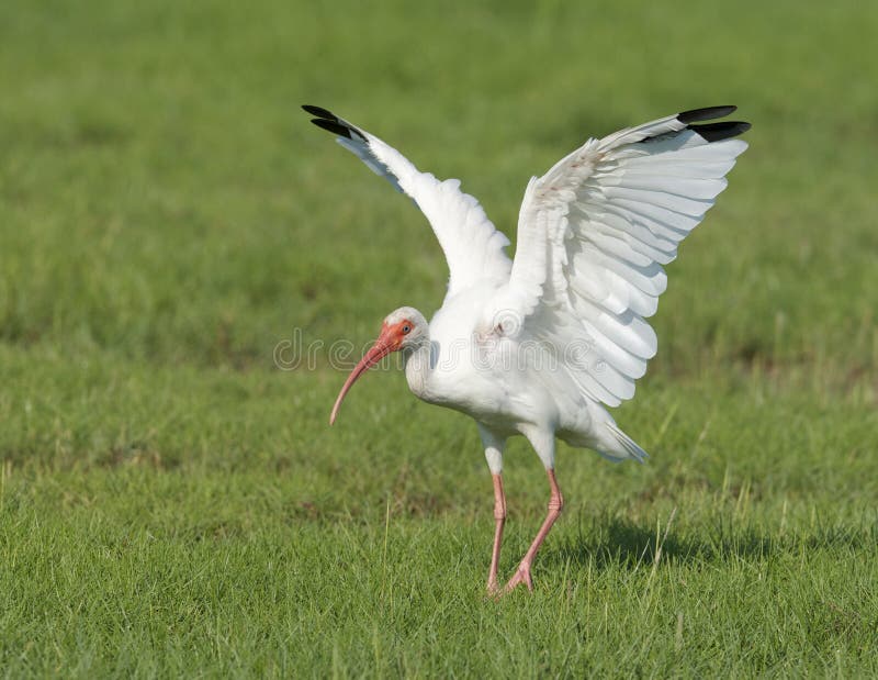 Witte Ibis, Albus Eudocimus Stock Afbeelding - Image of vogelstand ...