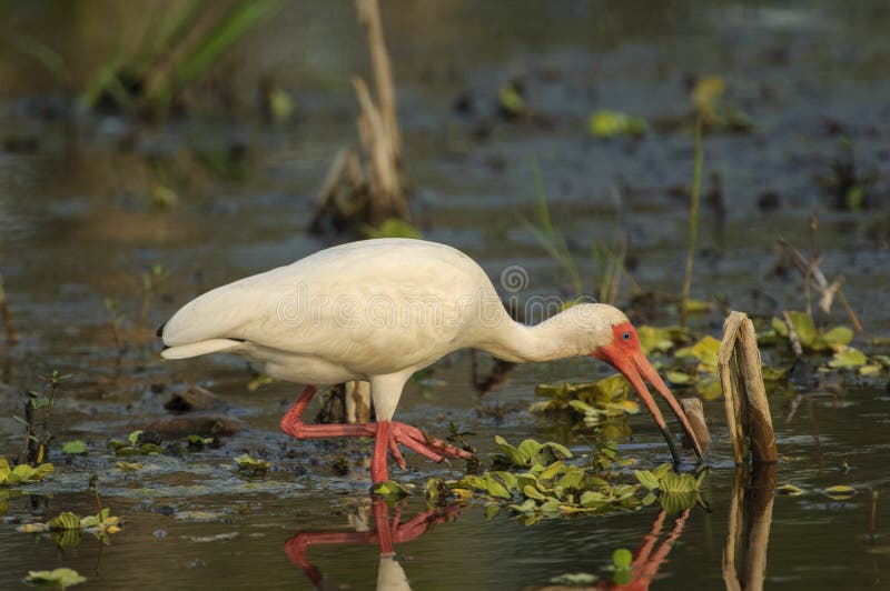 Witte Ibis (albus Eudocimus) Stock Foto - Image of moeras, amerika ...
