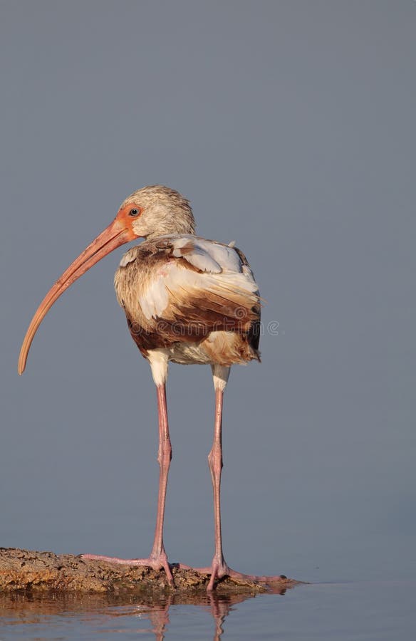 Witte Ibis, Ibis Blanco, Albus De Eudocimus Imagen de archivo - Imagen ...
